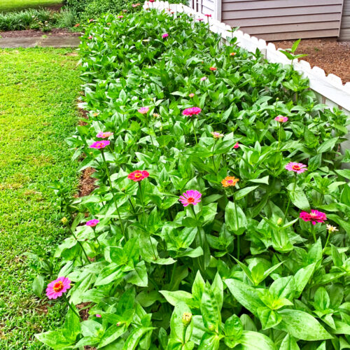 How to Clean Zinnia Beds in the Fall - Feet Under My Table