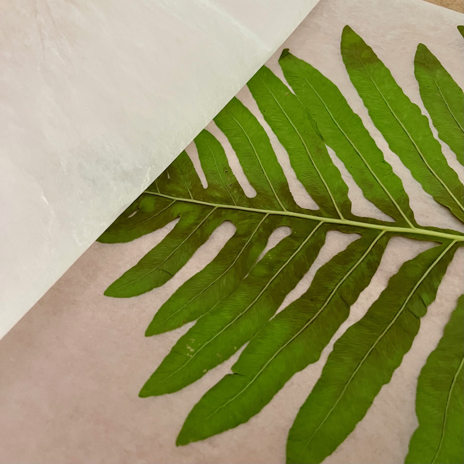 An Easy Way to Create Pressed Ferns - Feet Under My Table