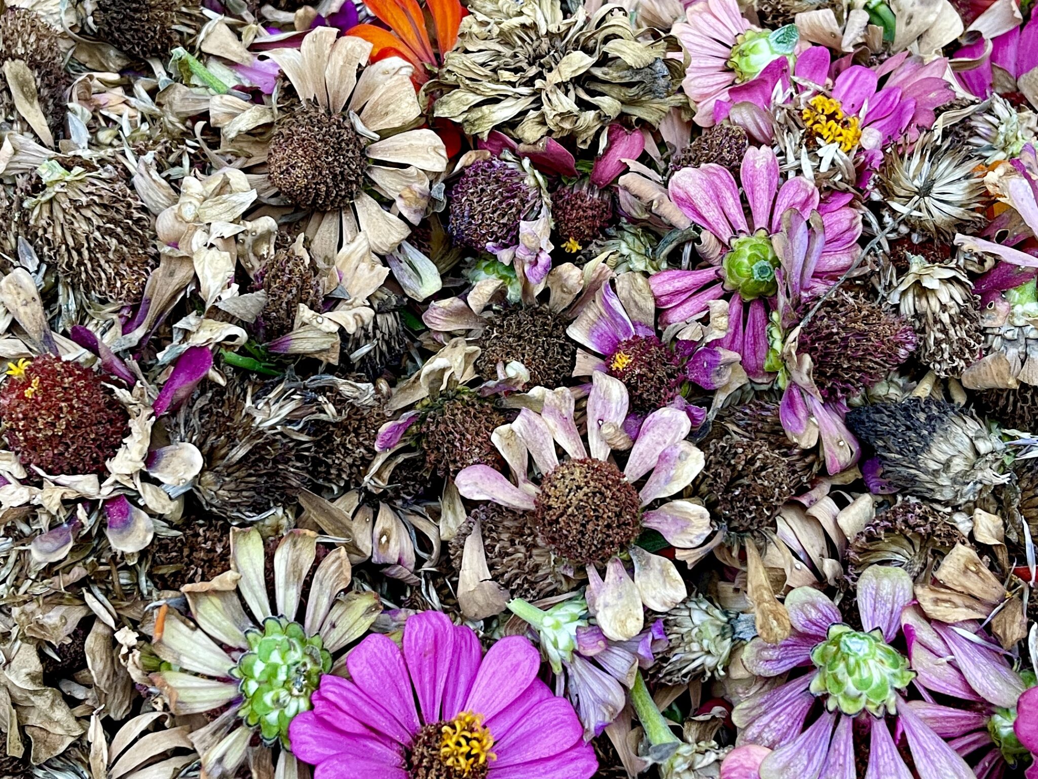 How to Clean Zinnia Beds in the Fall - Feet Under My Table